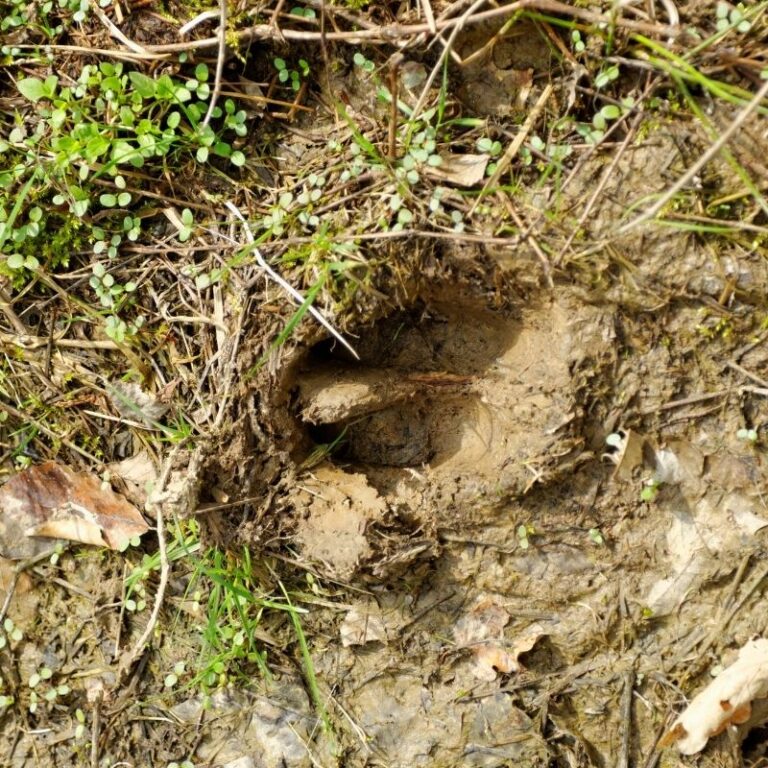 ¿Quién ha pasado por aqui? aprender a identificar huellas de animales