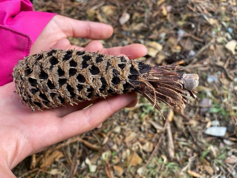 ¿Qué animal se ha comido la piña?